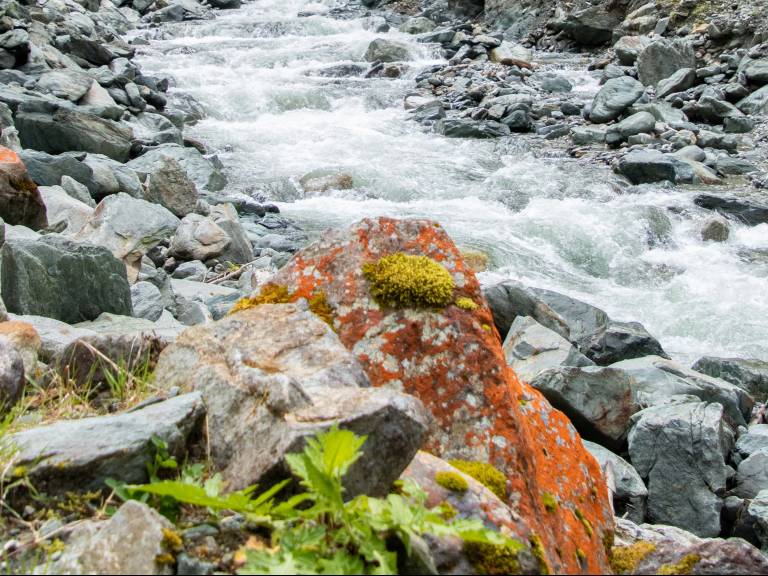 Korstmos in de Alpen â€“ Bergundbahn.com