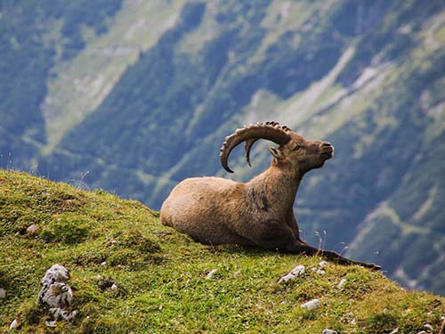 De Alpensteenbok, de steenbok van de alpen - Bergundbahn.com